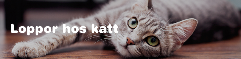 Loppor hos katt