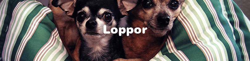 Loppor hos hund